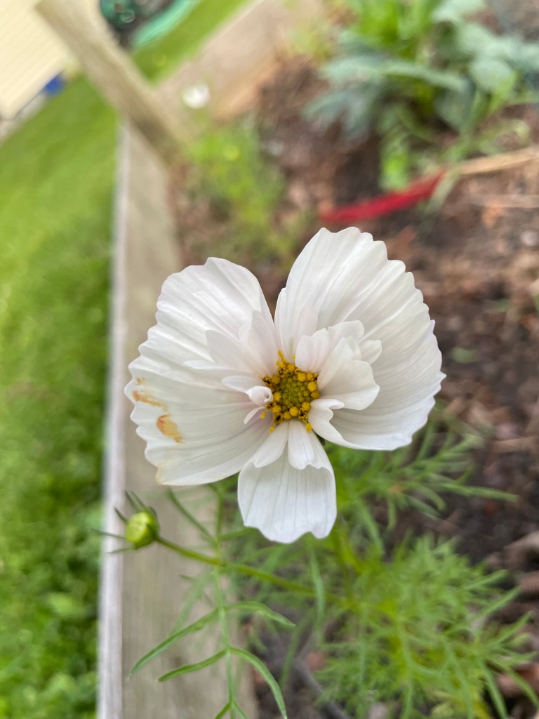 Beautiful, Tough, Fashionable: The Many Looks of Cosmos! – Yellow ...